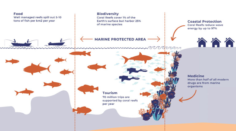 Why Coral Reef Ecosystem Are Important | Turneffe Atoll Marine Reserve