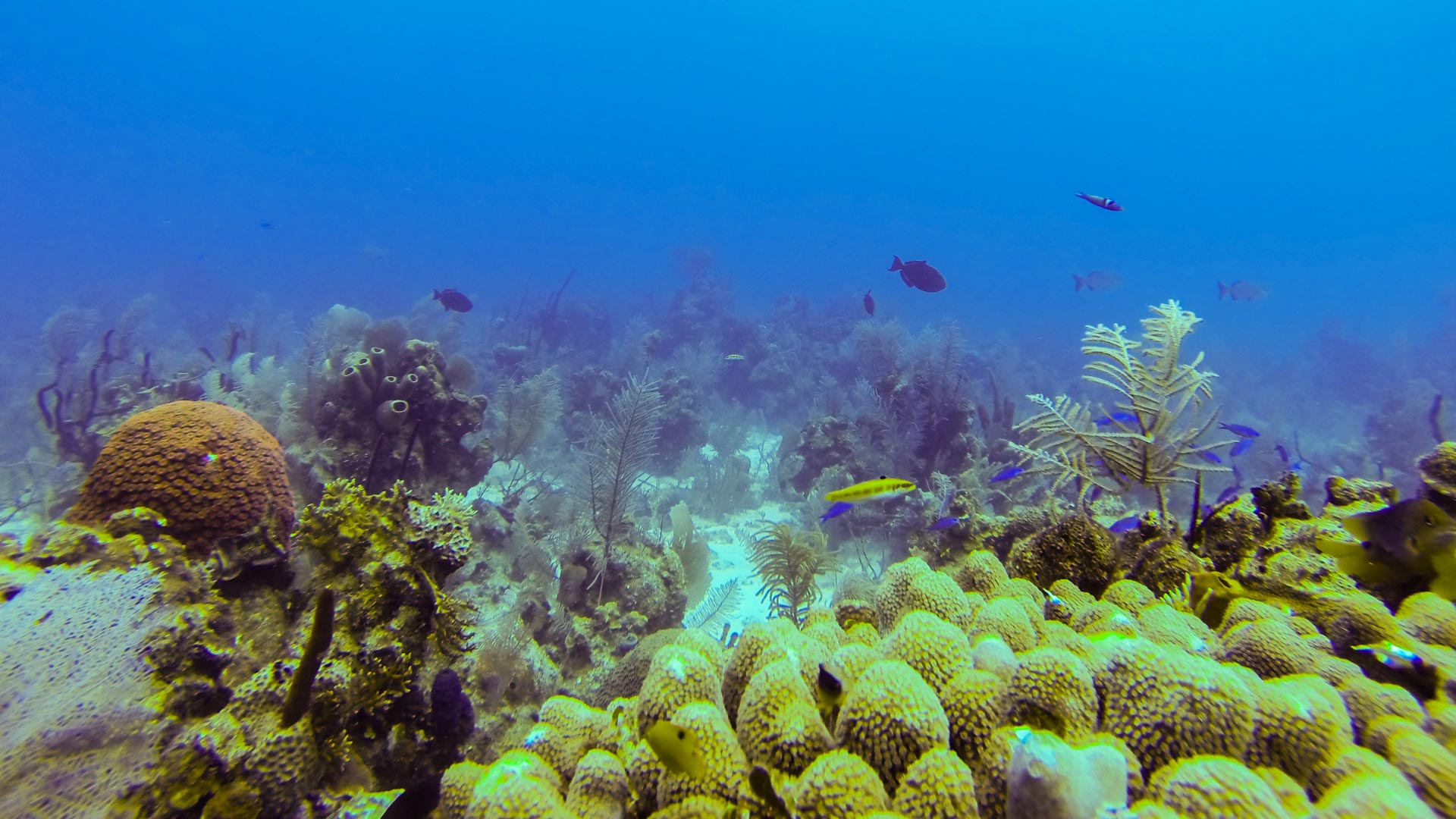 The importance of reef safe sunscreen | Turneffe Atoll Marine Reserve