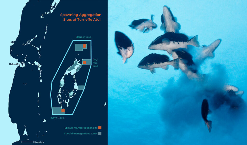 The importance of fish spawning aggregations at Turneffe Atoll ...