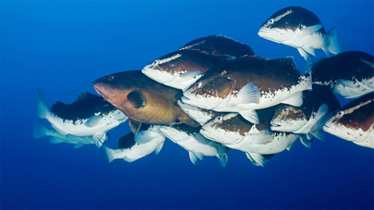 The importance of fish spawning aggregations at Turneffe Atoll ...