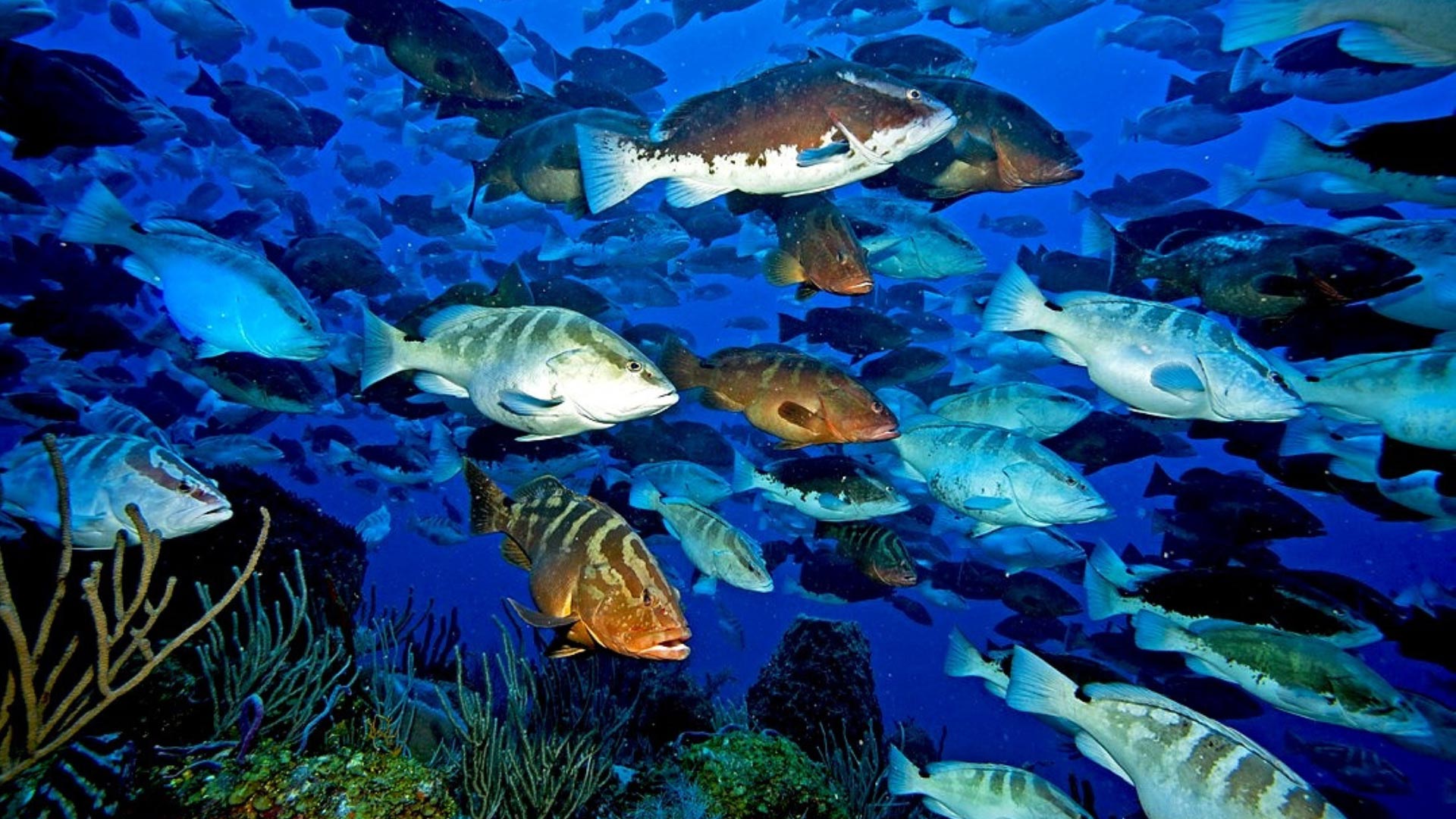 The importance of fish spawning aggregations at Turneffe Atoll ...