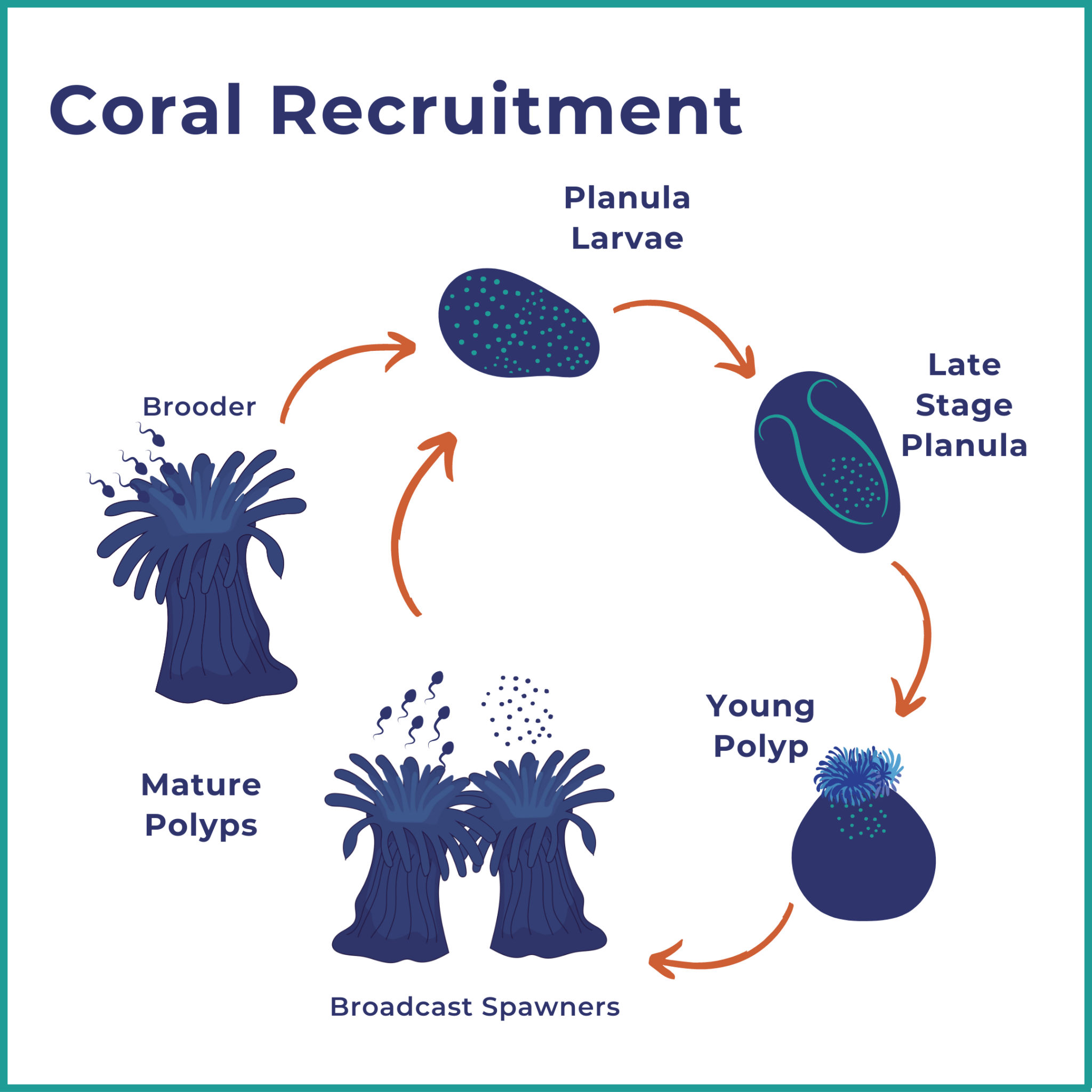 Photo monitoring coral colonisation on an artificial reef | Turneffe ...